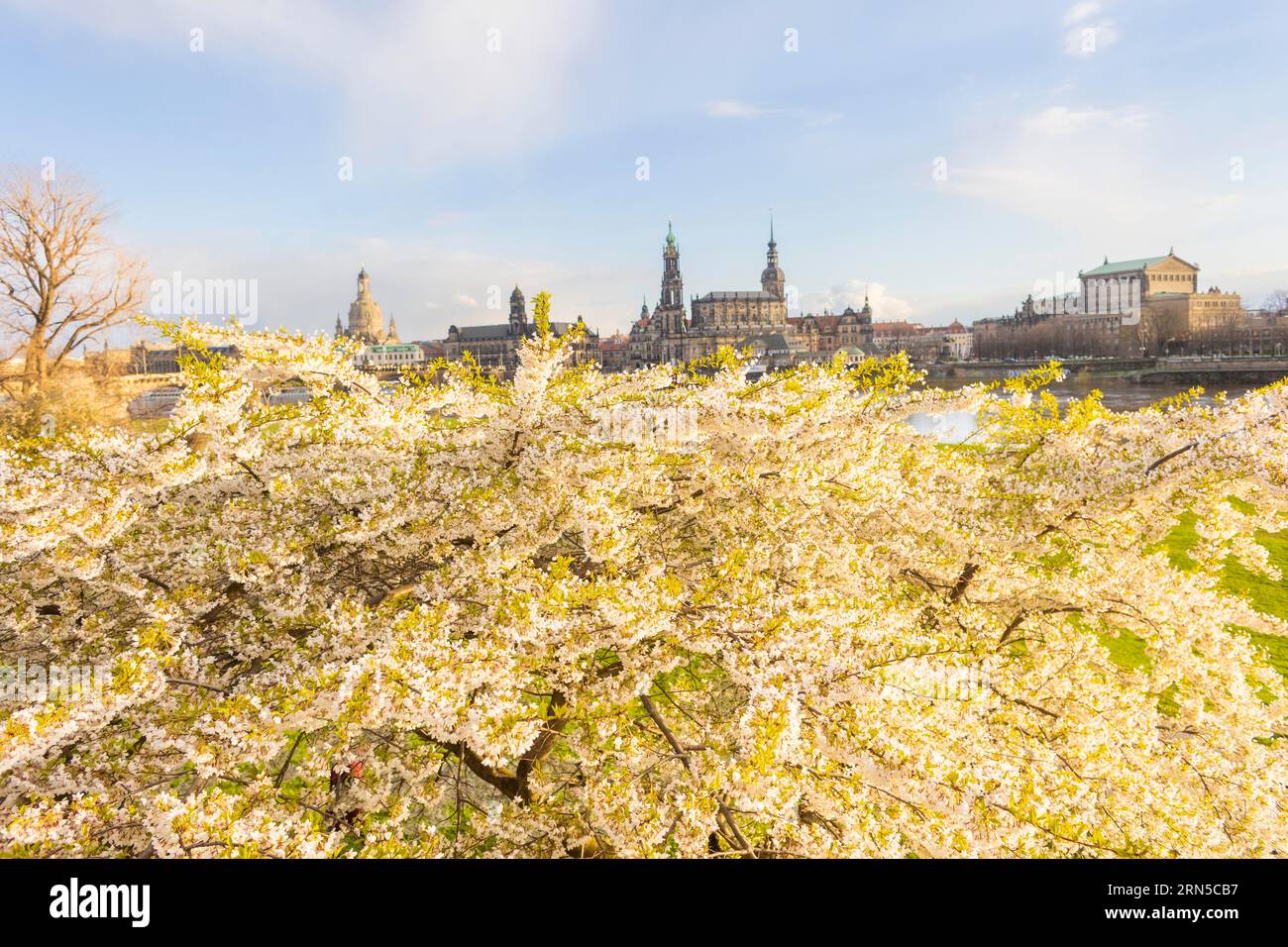 The blossoming cherry trees on the Neustaedter Elbufer in Dresden, are ...