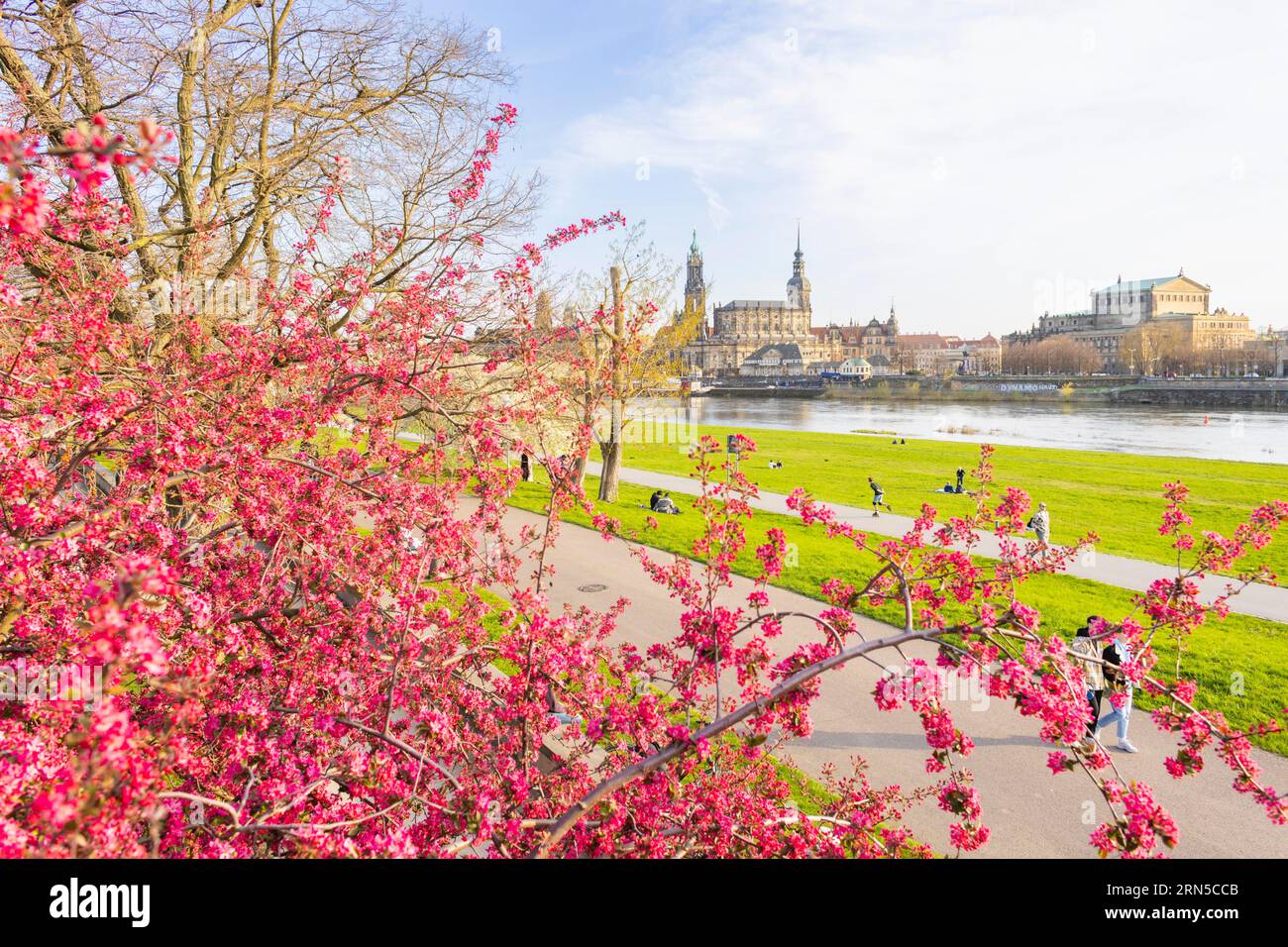 The blossoming cherry trees on the Neustaedter Elbufer in Dresden are ...