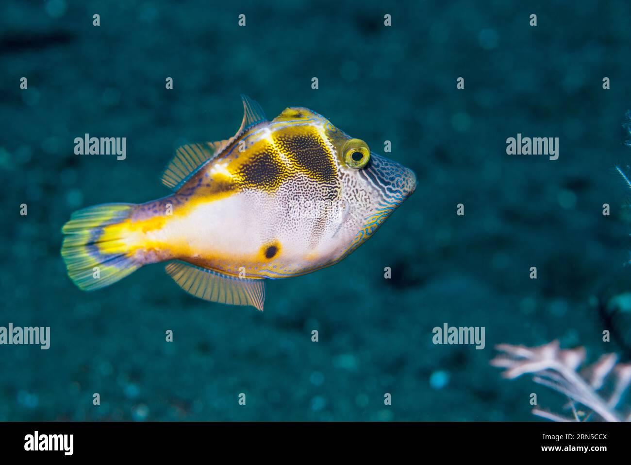 Mimic leatherjacket or Blacksaddle mimic [Paraluteres prionurus]. Bali ...