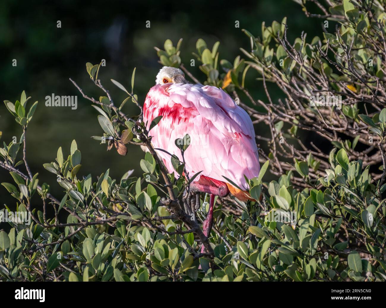 A roosting Roseate Spoonbill in the Texas coastal mangroves in golden ...