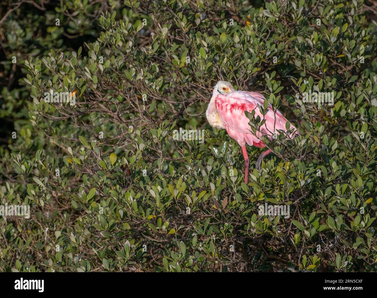A roosting Roseate Spoonbill in the Texas coastal mangroves in golden ...