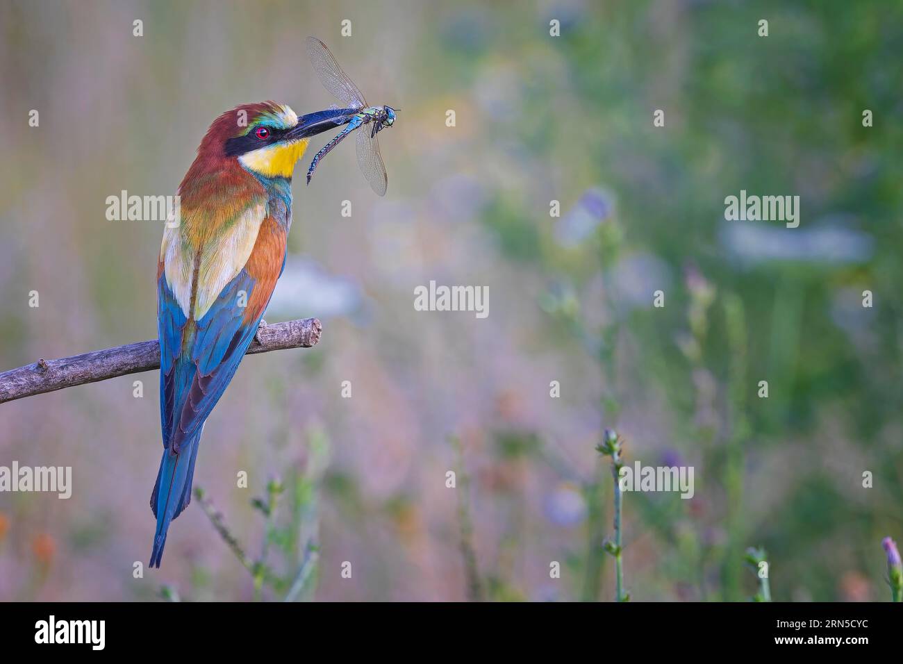 Bee-eater (Merops apiaster) emperor dragonfly (Anax imperator) as prey ...