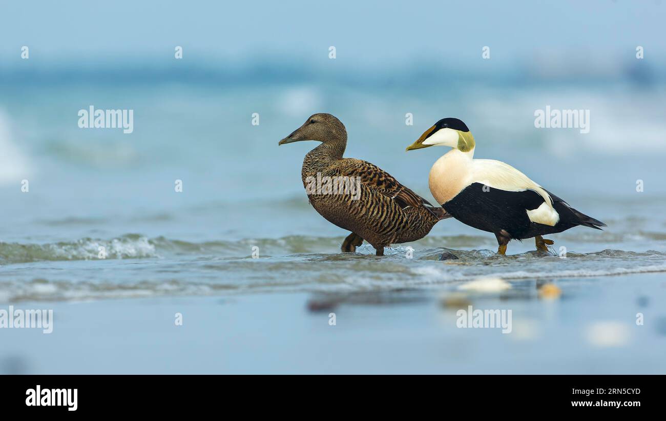 Common Eider (Somateria mollissima) Sea duck, male and female in ...