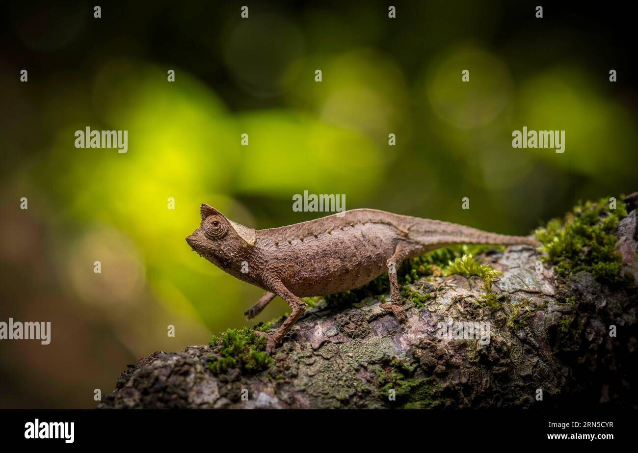 Earth chameleon (Brookesia superciliaris) in the cloud forests of ...
