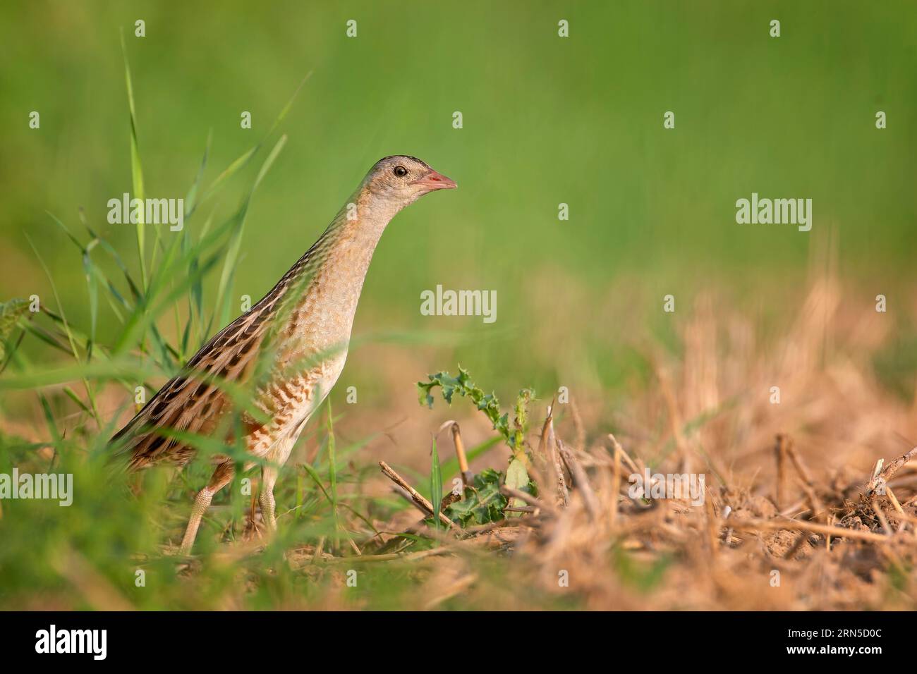 Corn crake (Crex crex), Meadow Rail, Meadow Crake Rail bird, shy and ...