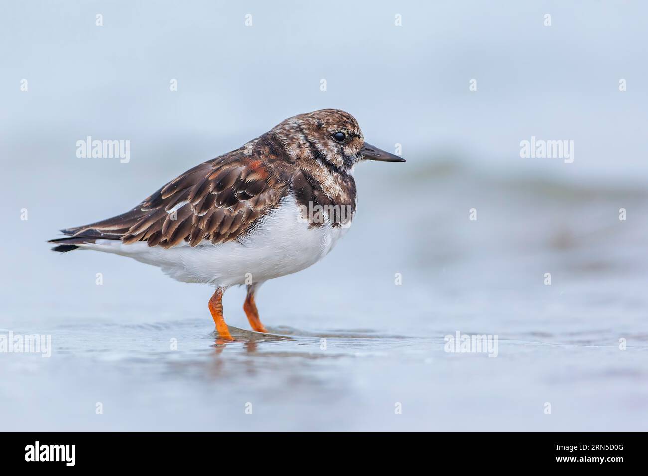 Ruddy turnstone (Arenaria interpres) Snipe birds, in shallow waters of ...