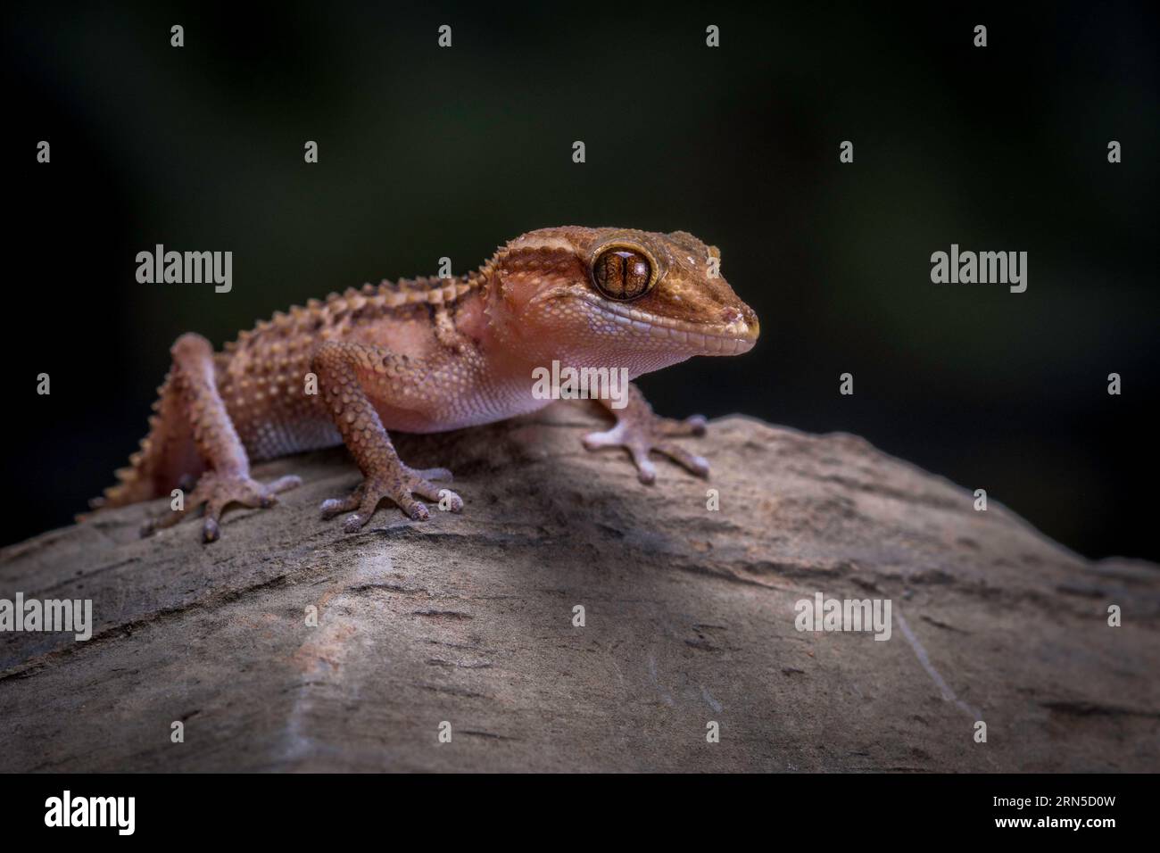 Stumpffs ground gecko hi-res stock photography and images - Alamy