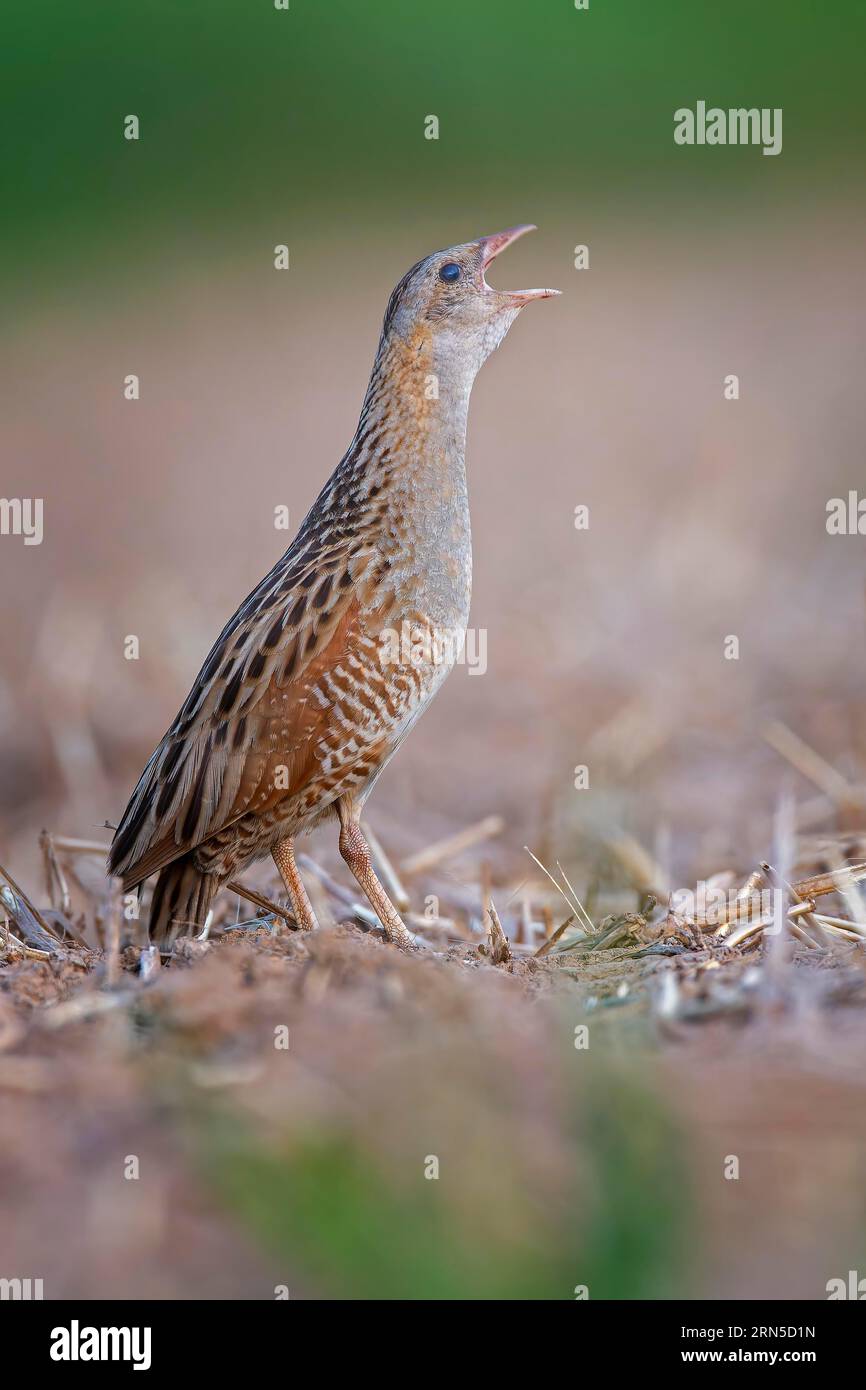 Territorial call hi-res stock photography and images - Alamy