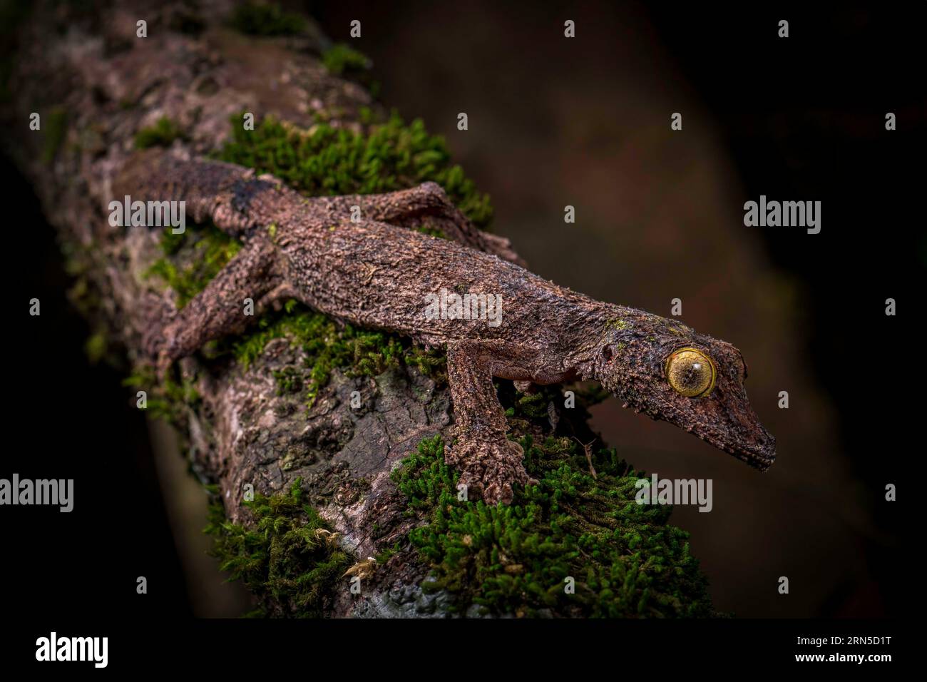 Blkatt-tailed gecko (uroplatus sikorae) in the rainforests of Andasibe ...