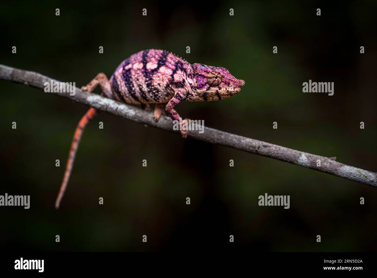 Rhinoceros chameleon (Furcifer rhinoceratus) female in the dry forests ...