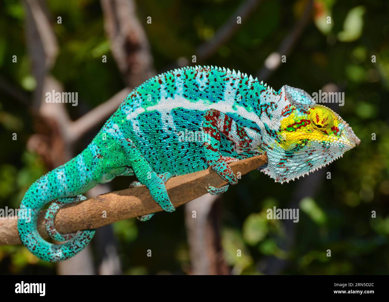 Panther chameleon (Furcifer pardalis) in the forests of Nosy faly in ...