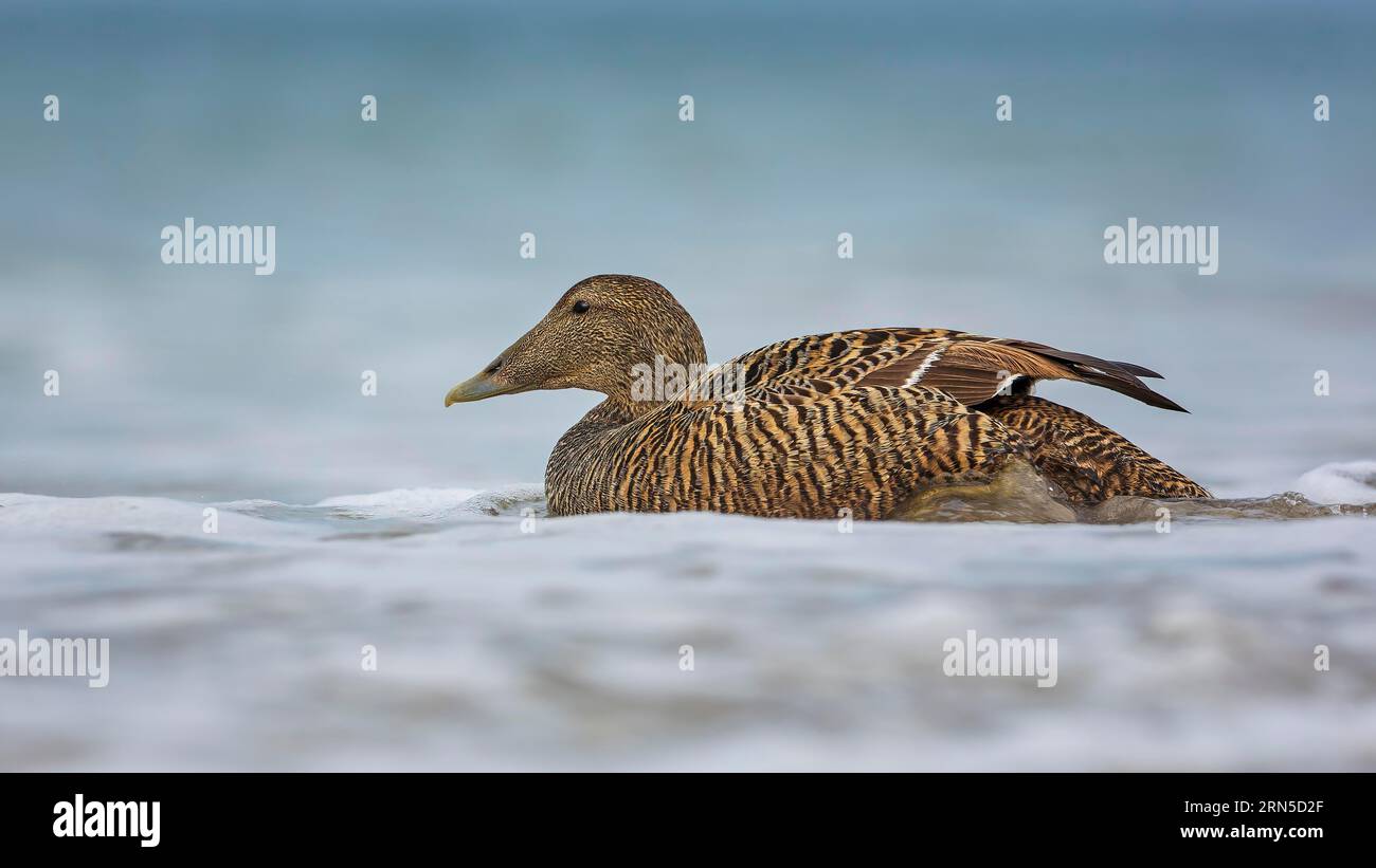 Common Eider (Somateria mollissima) Sea duck, female in shallow waters ...