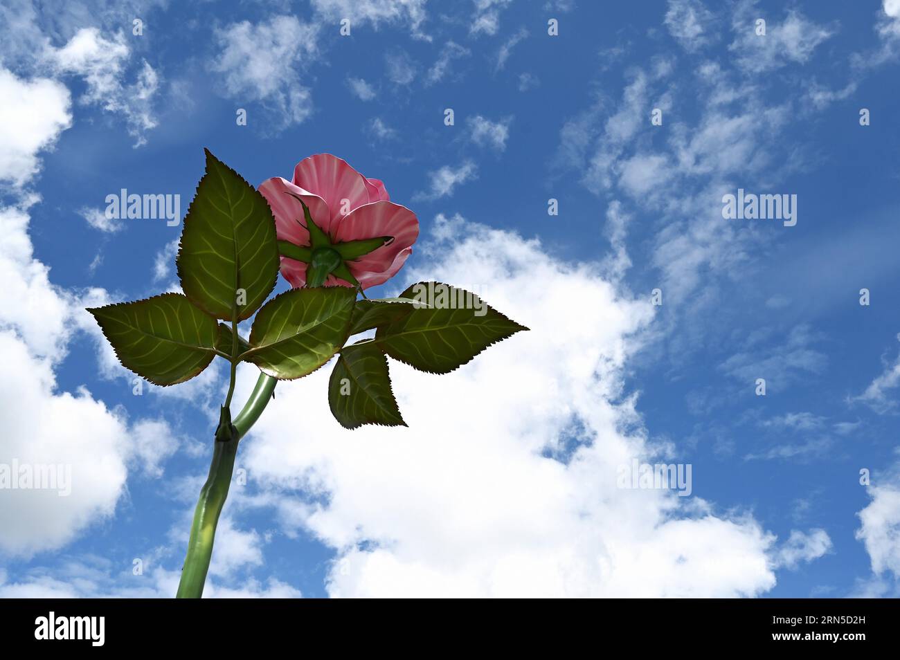 Rose gallery hi-res stock photography and images - Alamy