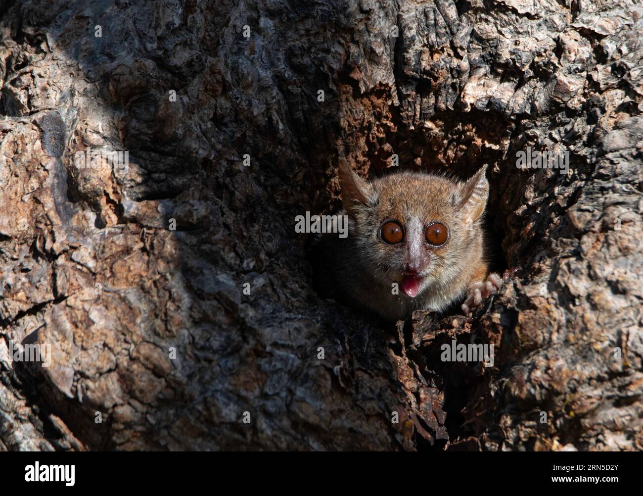 Gray mouse lemur (Microcebus murinus) in the dry forests of Kirindy ...