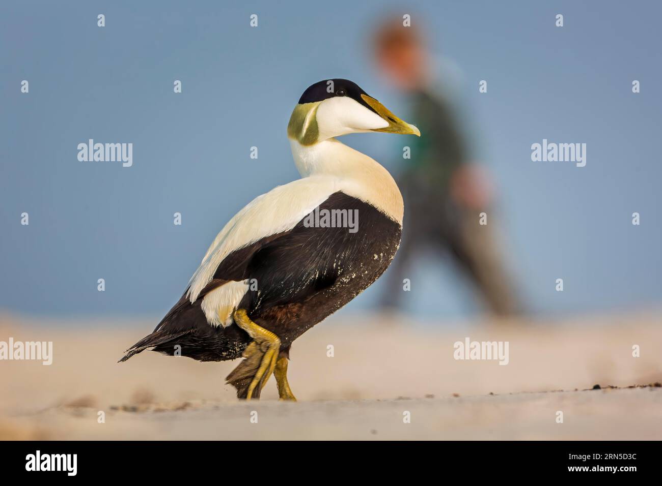 Common Eider (Somateria mollissima) Sea duck, male on the beach of the ...
