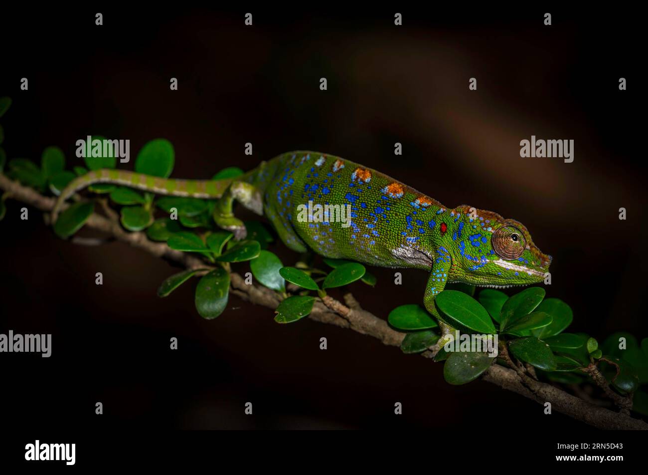 Female labord's chameleon hi-res stock photography and images - Alamy