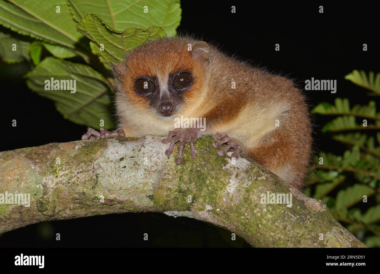 Mouse maki (Microcebus rufus) in the rainforests of eastern Madagascar ...
