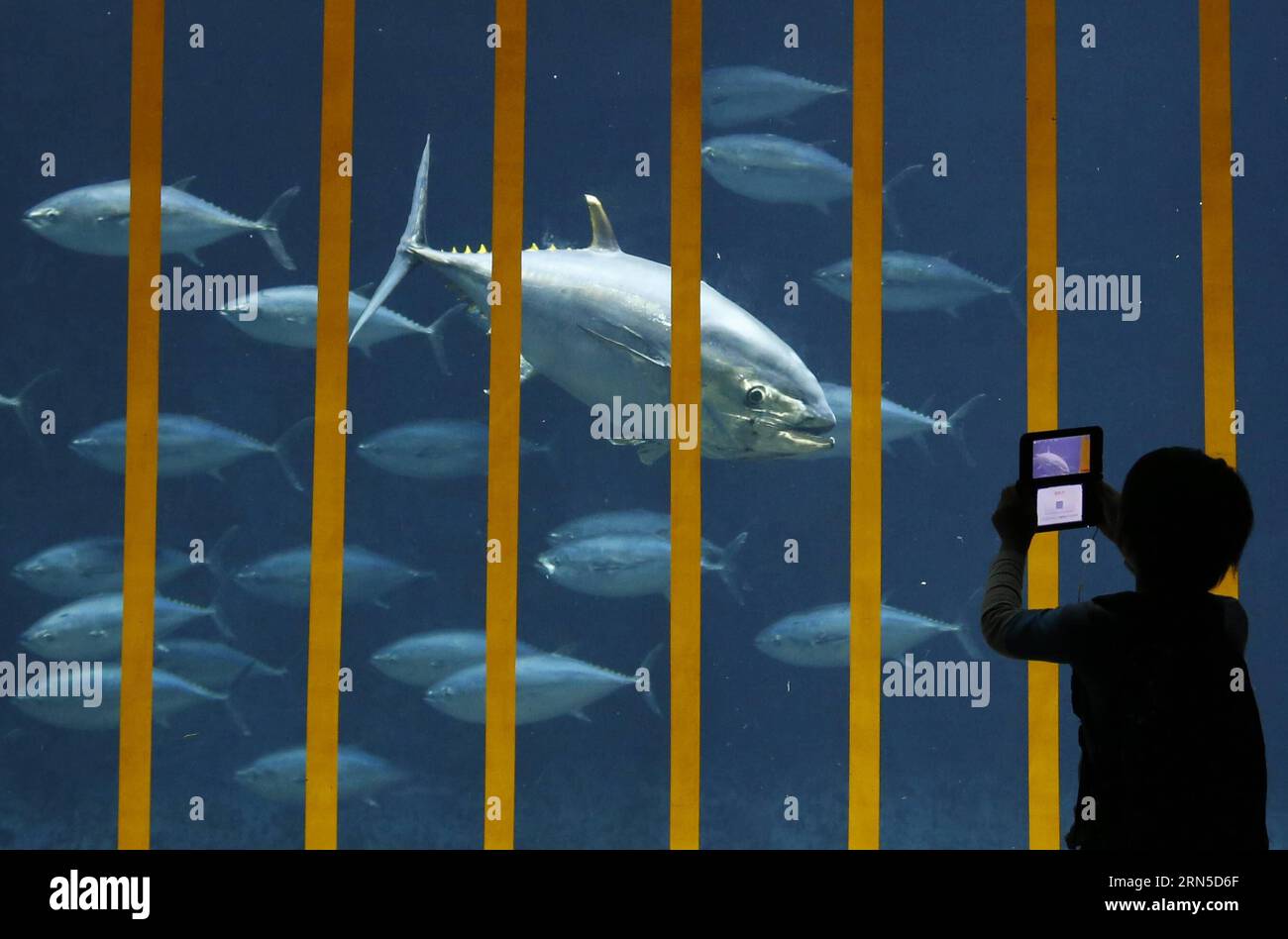 Ton of tuna hi-res stock photography and images - Alamy