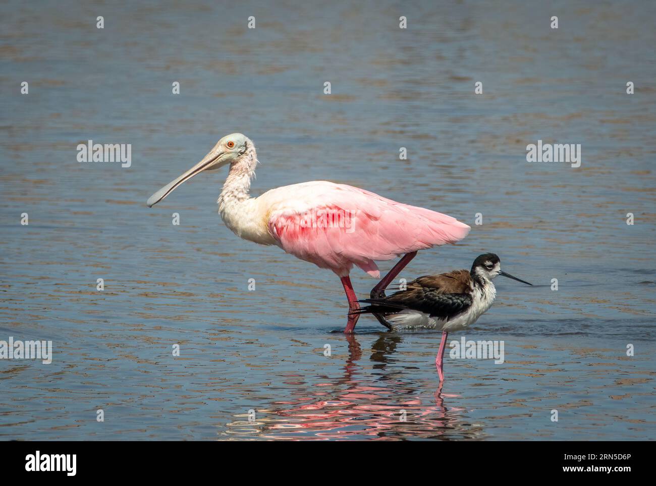 A beautiful Roseate Spoonbill foraging in the shallows of a Texas ...