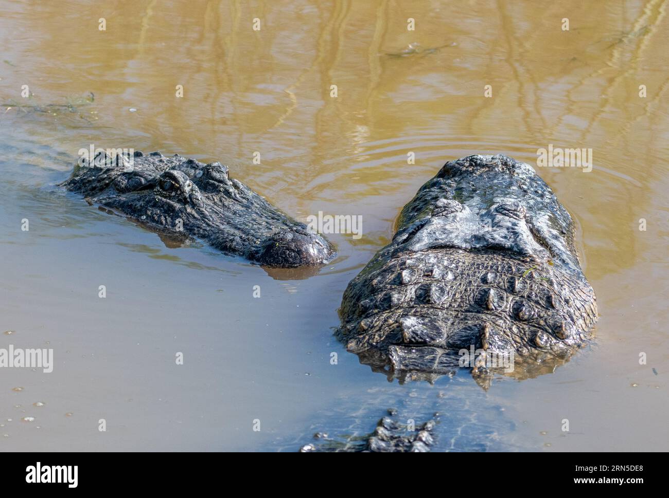 This female alligator catpured cozying up to a massive bull aligator ...