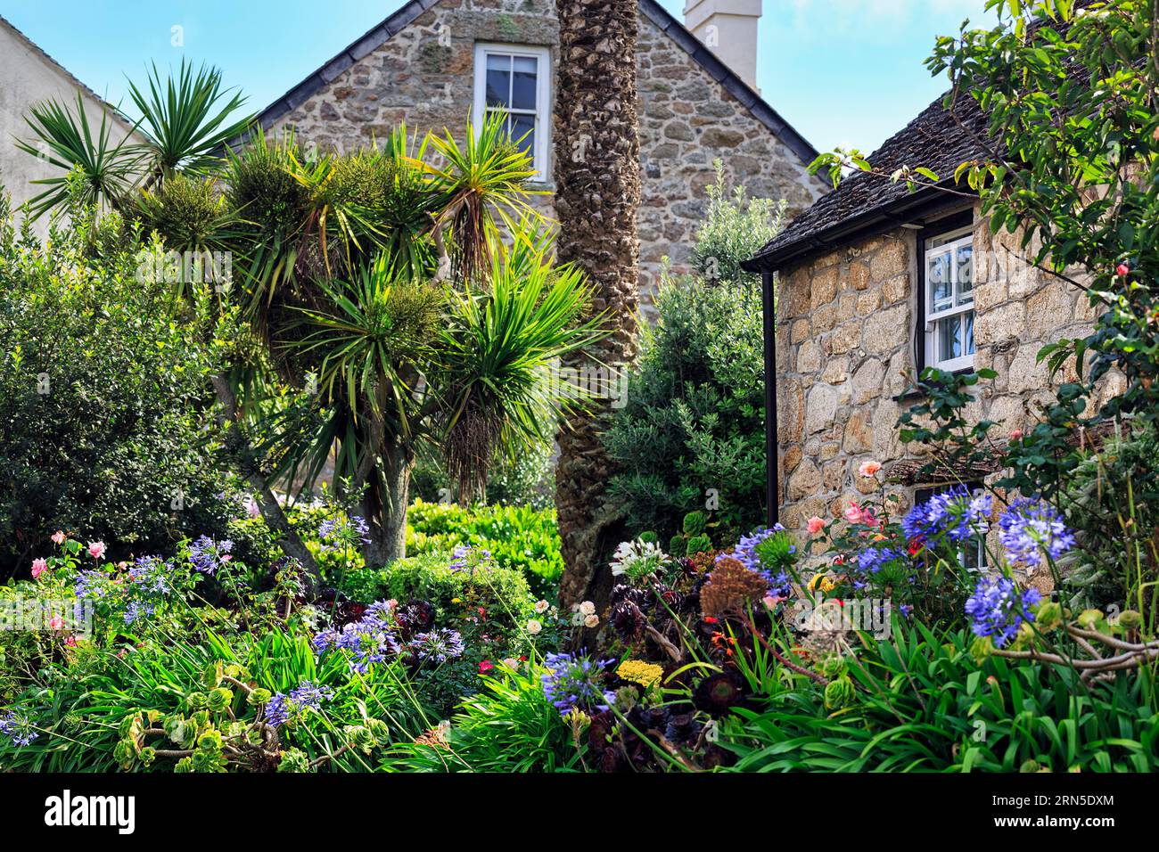 Subtropical vegetation, lush plants in front garden, Hugh Town, St Mary's, Isles of Scilly ...