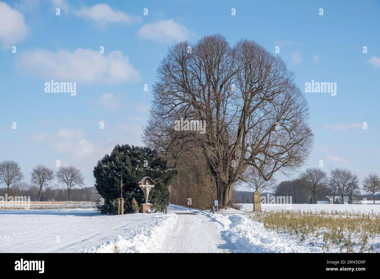 Natural monument Dicke Lime tree, with wayside shrine and field cross ...