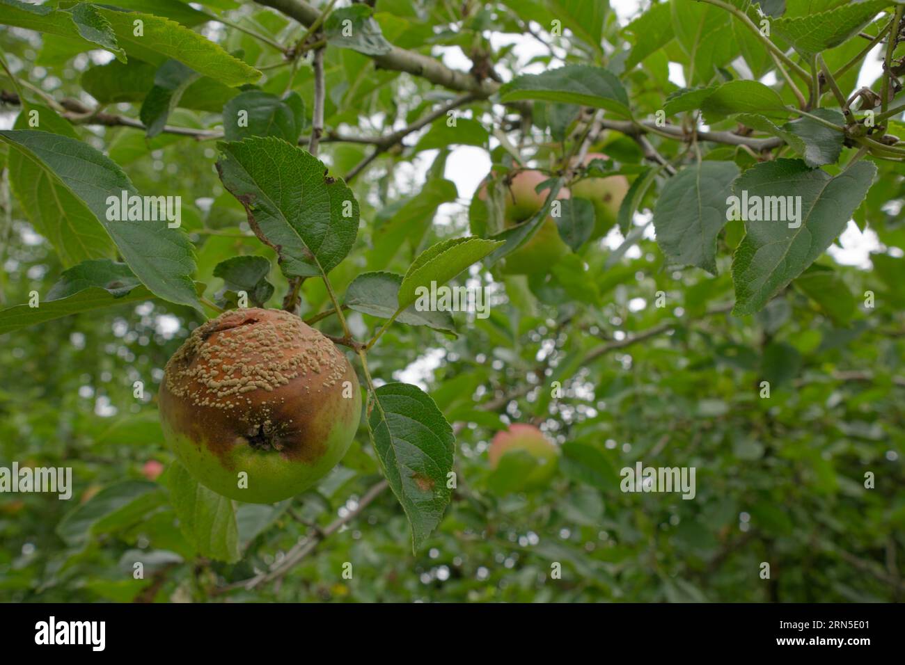 Rot on James Grieve apple, James Grieve, Schwaebisch Hall, Hohenlohe ...