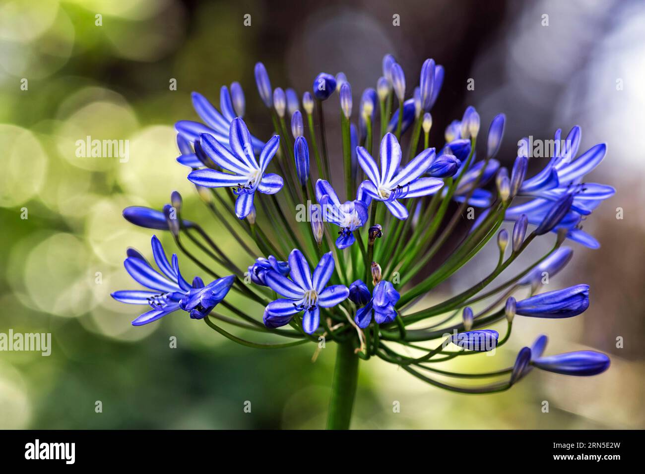 Blue lilies of the nile (Agapanthus), Love Flower, Close-up, Isles of ...