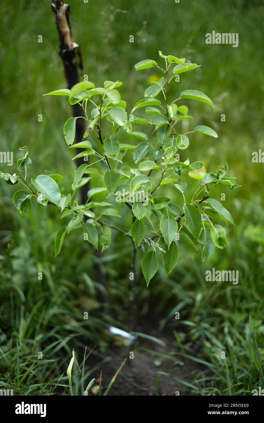 Pears agriculture fruit landscape color hi-res stock photography and ...