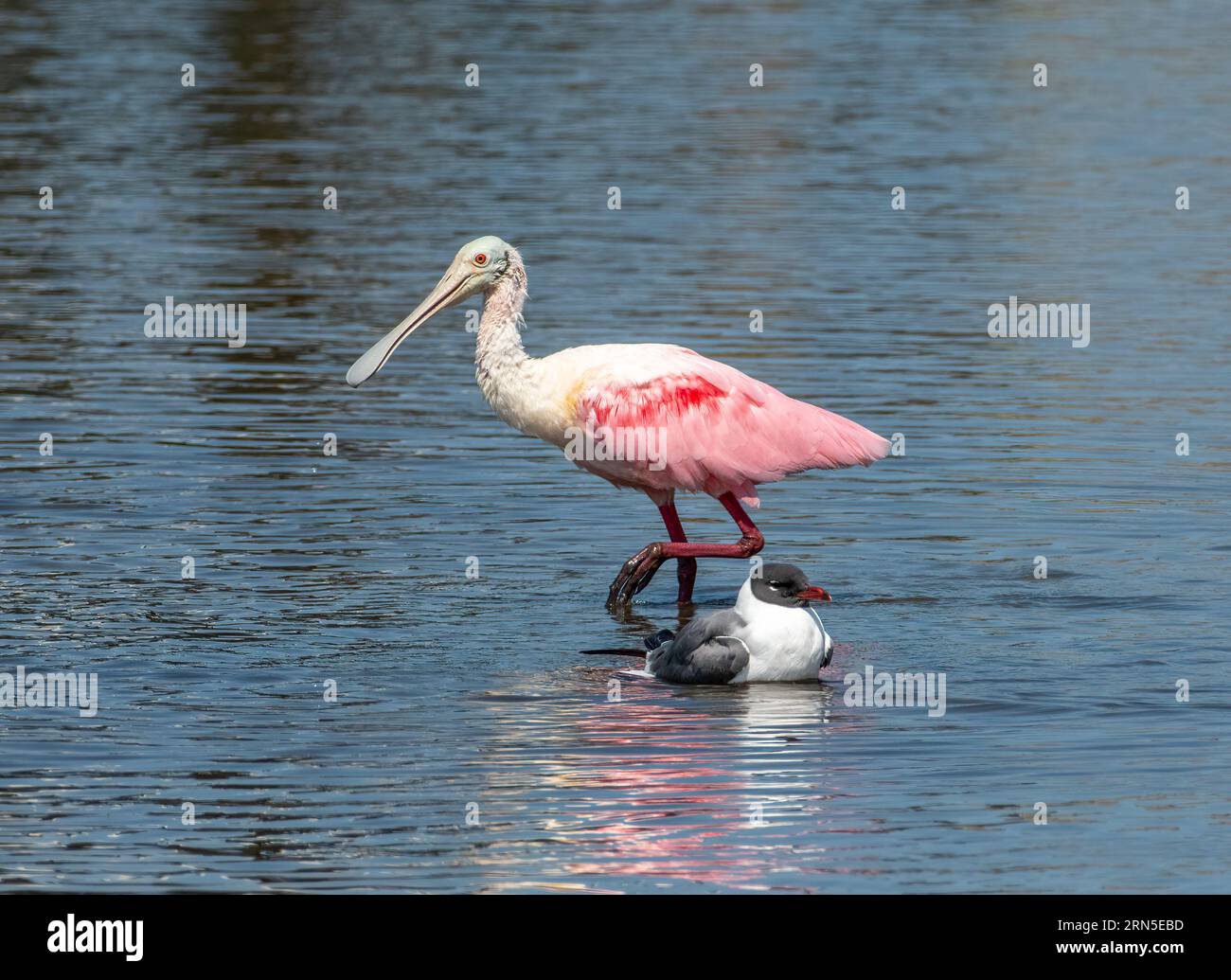A beautiful Roseate Spoonbill foraging in the shallows of a Texas ...