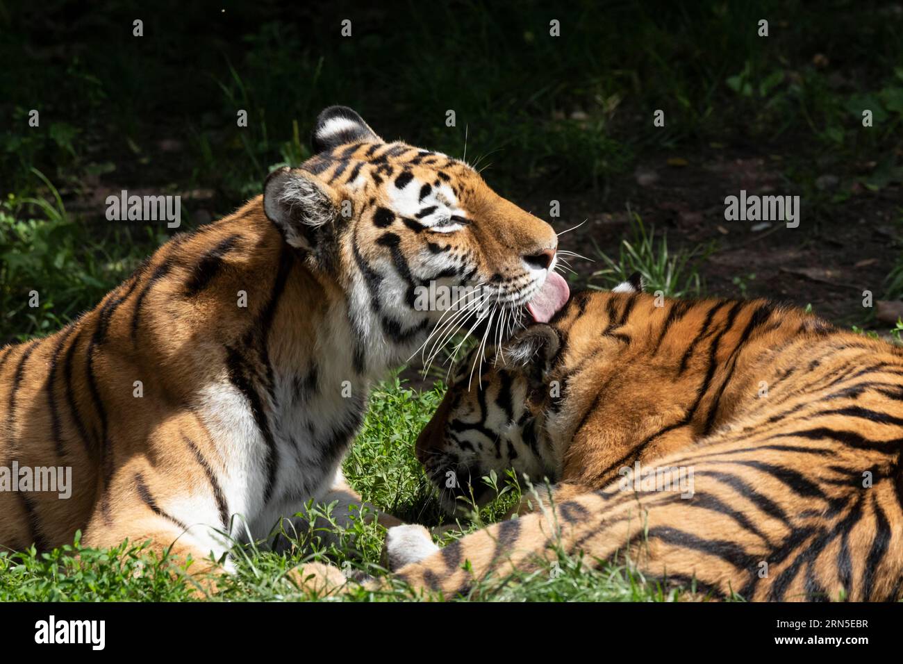 Grooming siberian tiger hi-res stock photography and images - Alamy