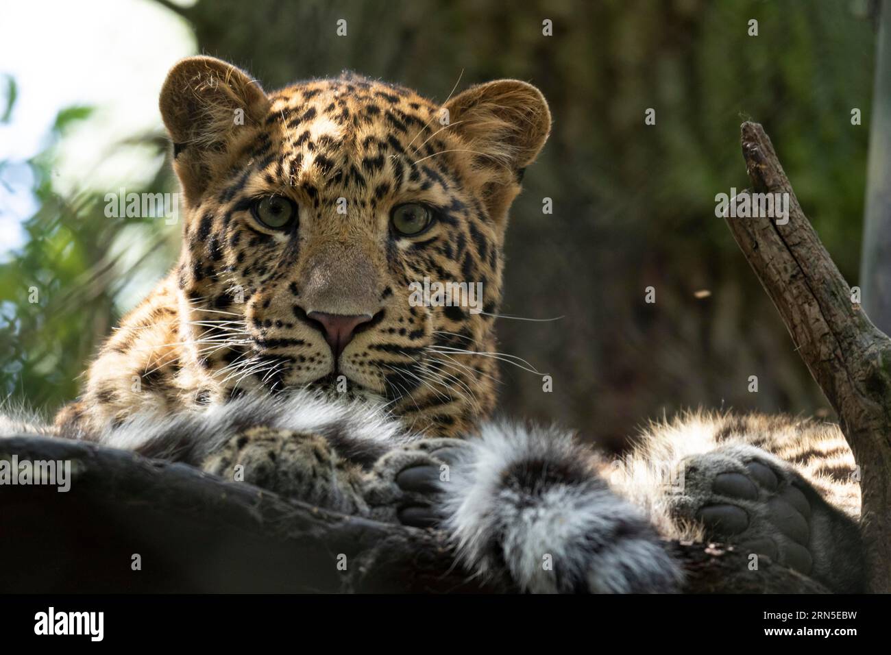 North china leopard (Panthera pardus japonensis), lying, alert, animal ...