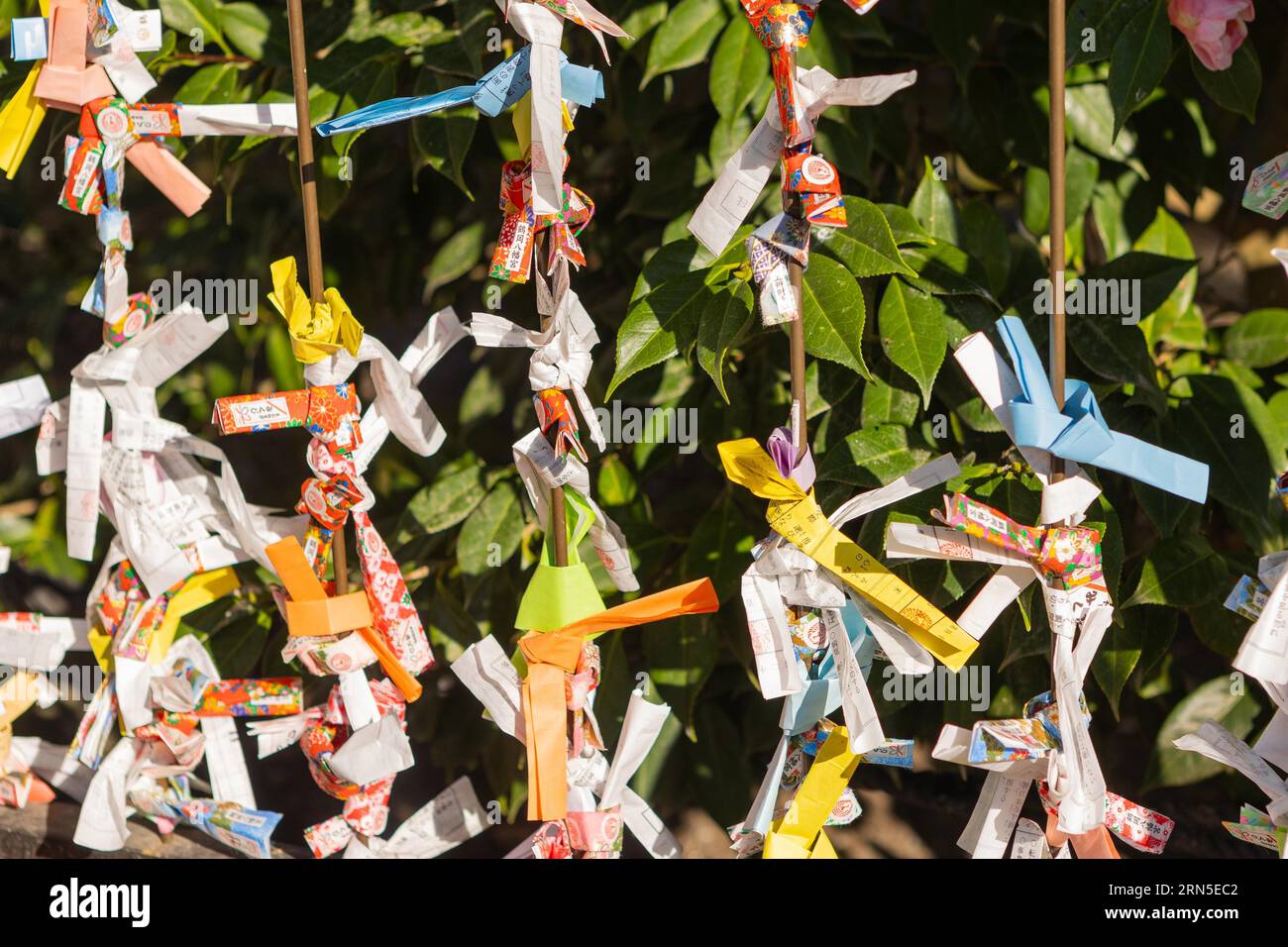 Omikuji, paper oracle box with divinations, knotted on sticks ...