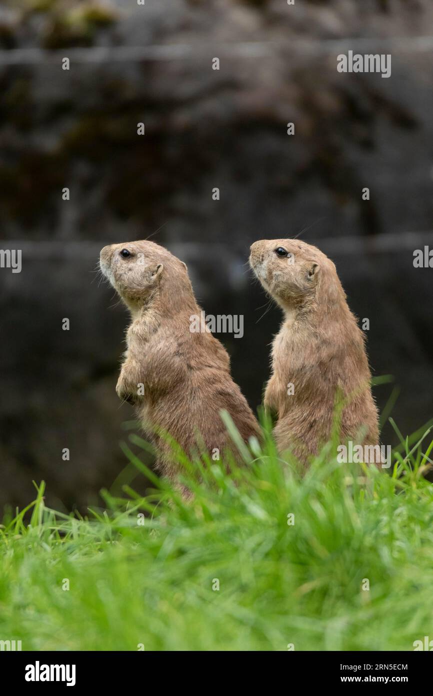 Black-tailed prairie dogs (Cynomys ludovicianus), two animals, standing ...