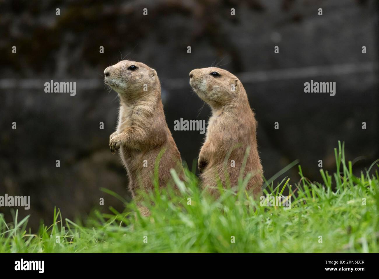 Black-tailed prairie dogs (Cynomys ludovicianus), two animals, standing ...