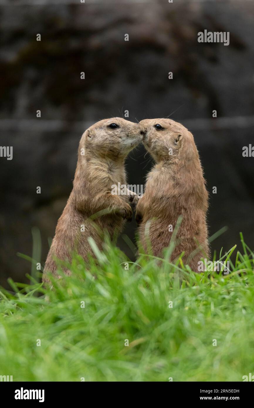 Black-tailed prairie dogs (Cynomys ludovicianus), two animals, standing ...