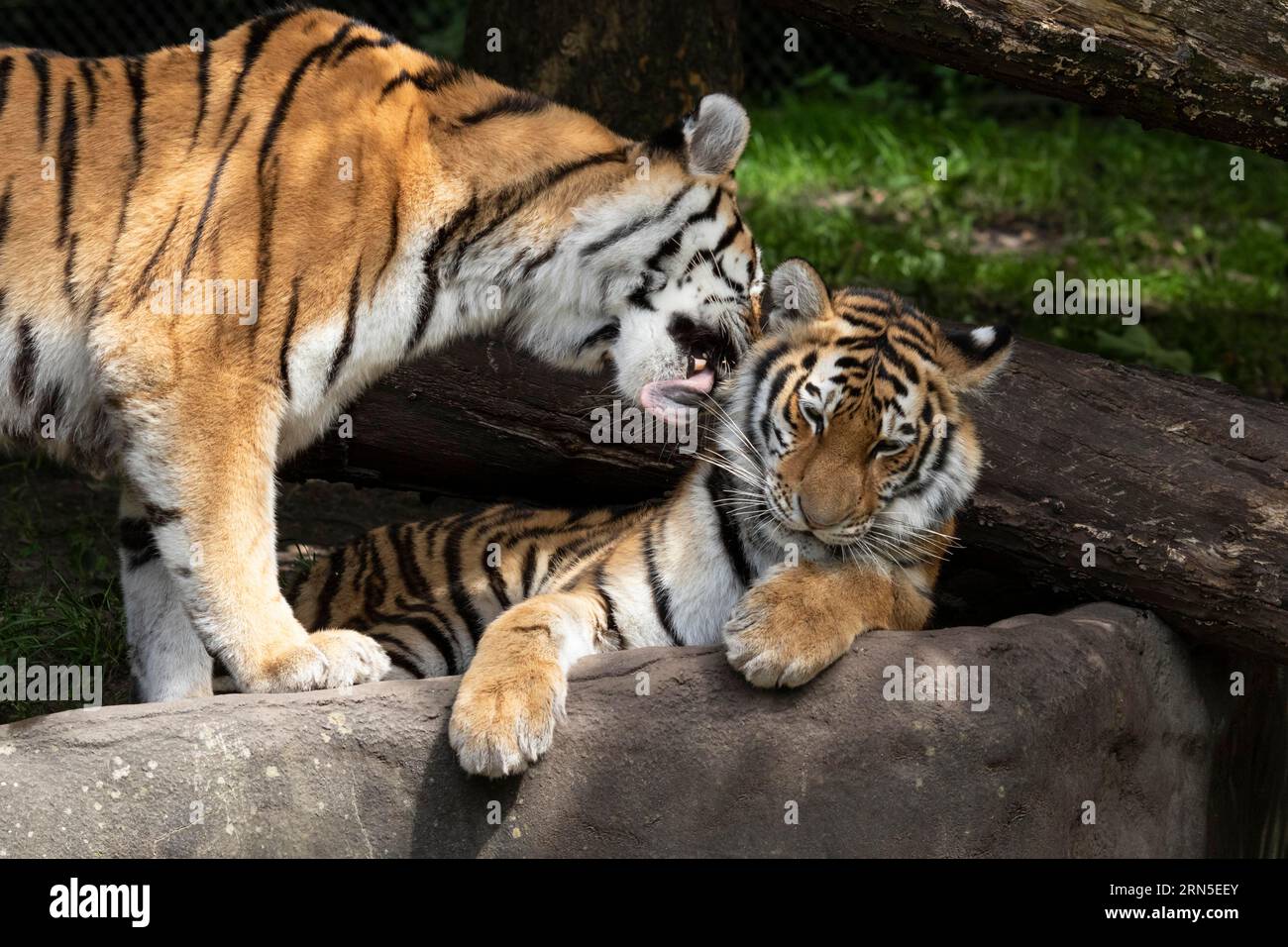 Siberian tigers (Panthera tigris altaica), two adults, preening each ...