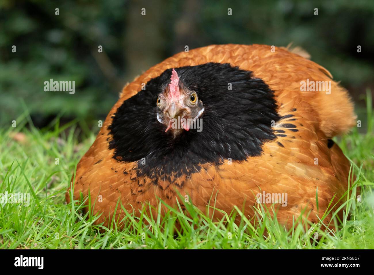 Domestic chicken (Gallus gallus domesticus), hen, sitting in grass, eye ...