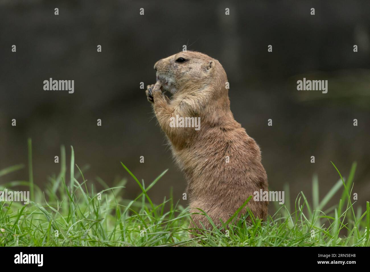 Black-tailed prairie dog (Cynomys ludovicianus), solitary animal ...