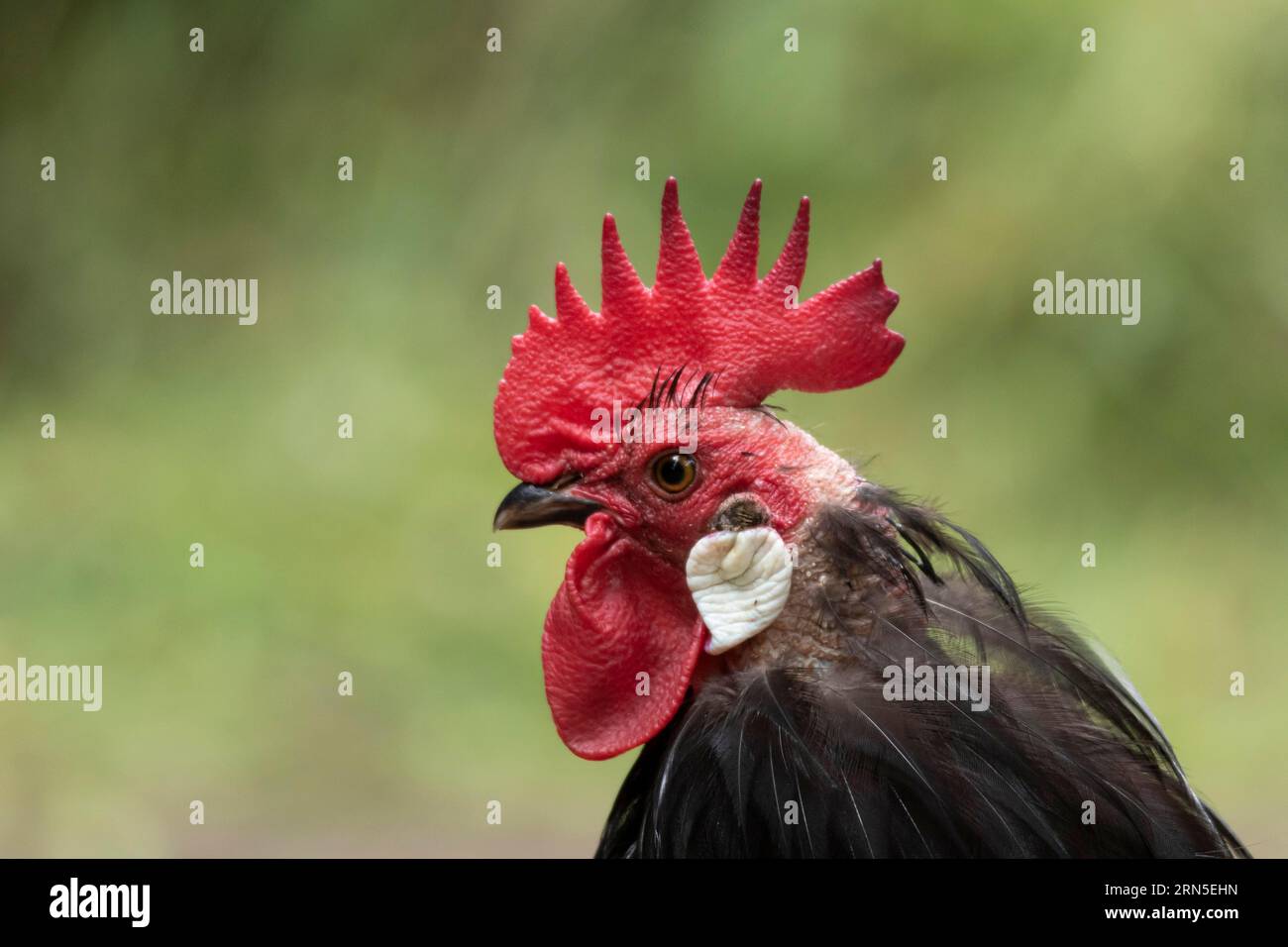 Domestic chicken (Gallus gallus domesticus), cock, animal portrait ...