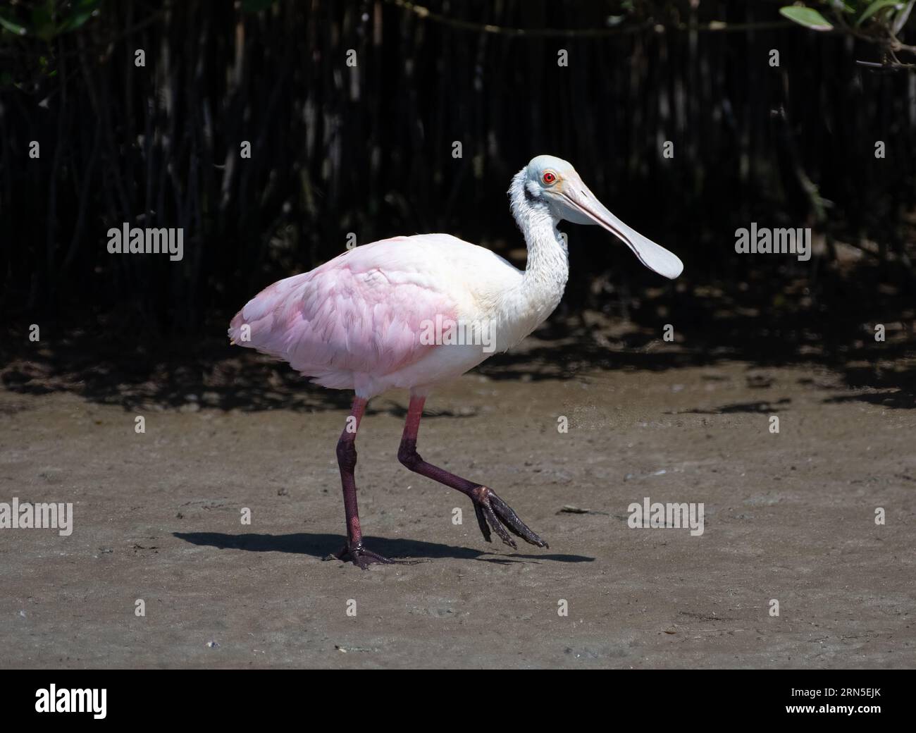 Graceful roseate spoonbill hi-res stock photography and images - Alamy