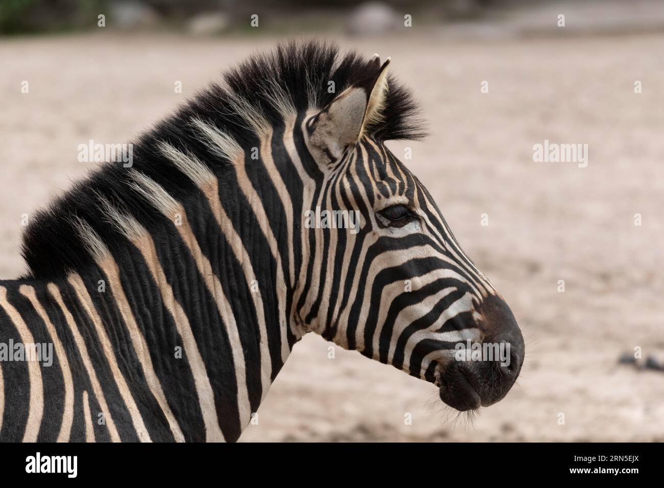 Chapman's steppe zebra (Equus quagga), animal portrait, captive ...