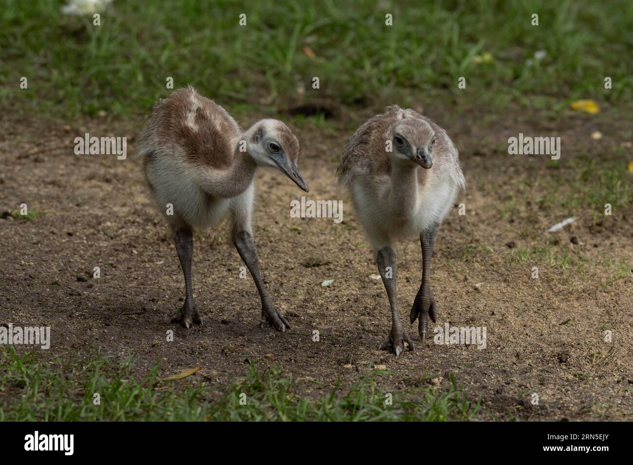 Greater rhea (Rhea americana), two young foraging, captive, Germany ...