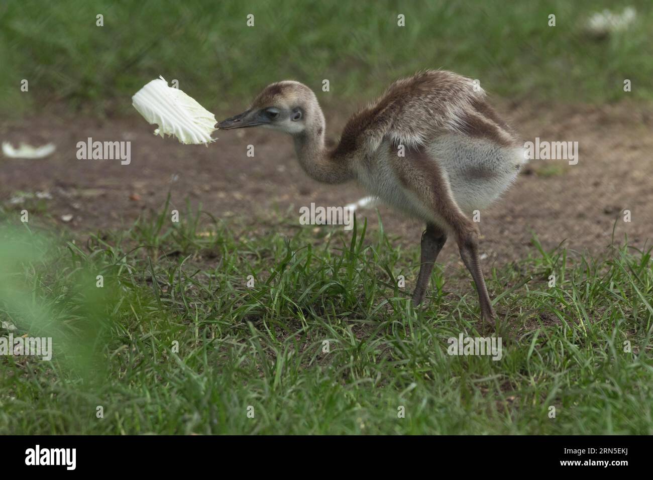 Greater rhea (Rhea americana), single juvenile foraging, captive ...