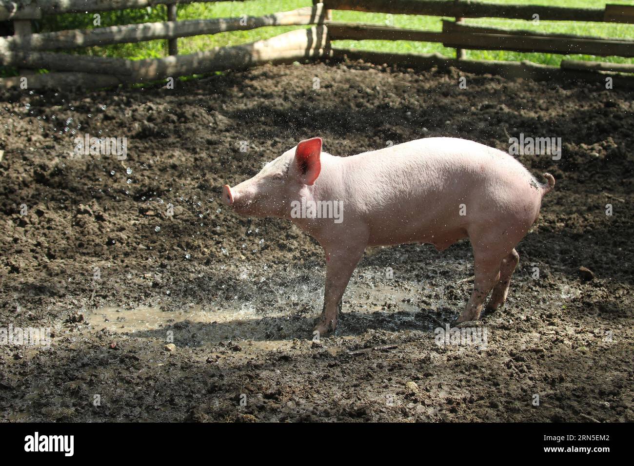 Free-range domestic pig enjoying the water jet, Allgaeu, Bavaria ...