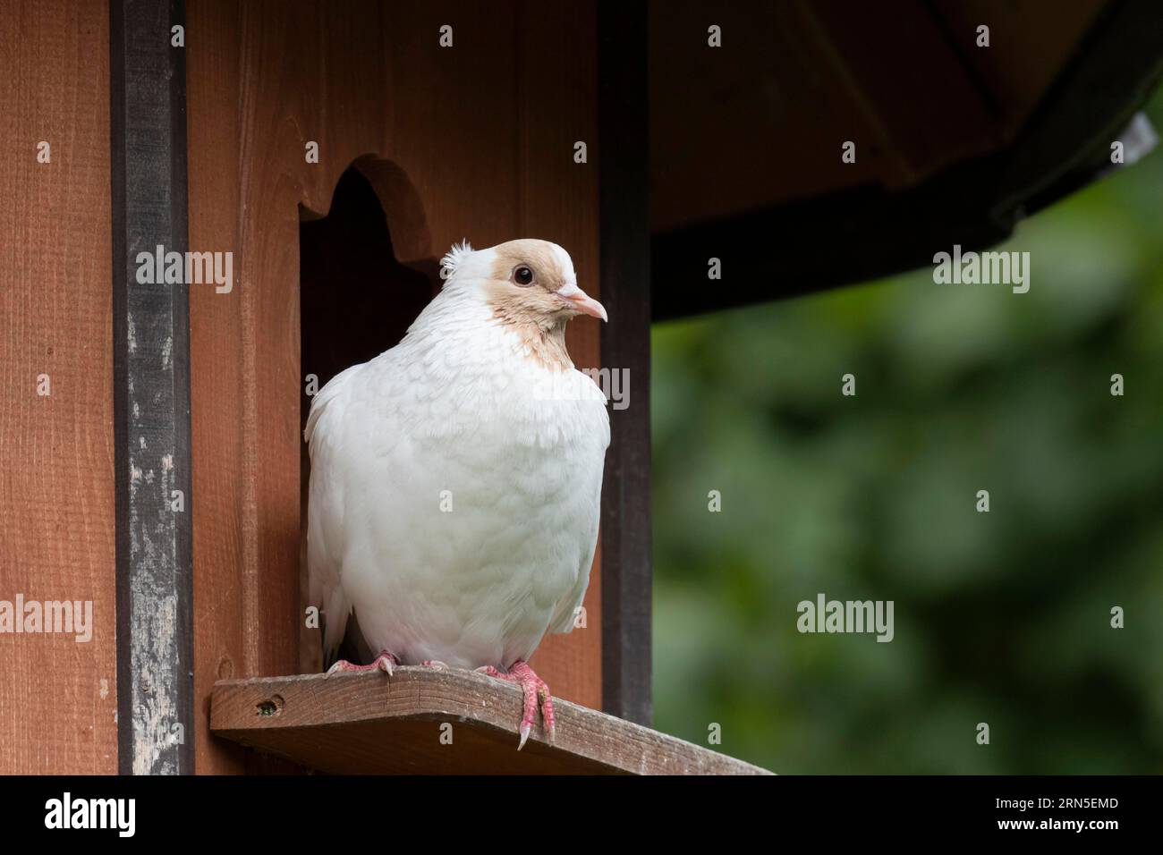 Southern German blackbird (Columba livia domestica), yellow, sitting on ...