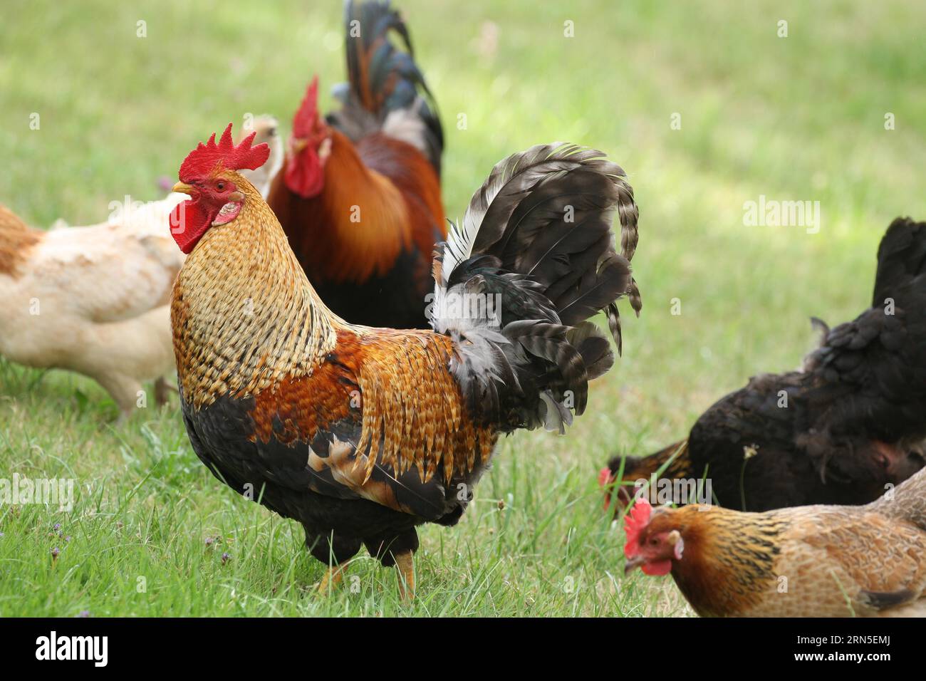 Various breeds of chickens hi-res stock photography and images - Alamy