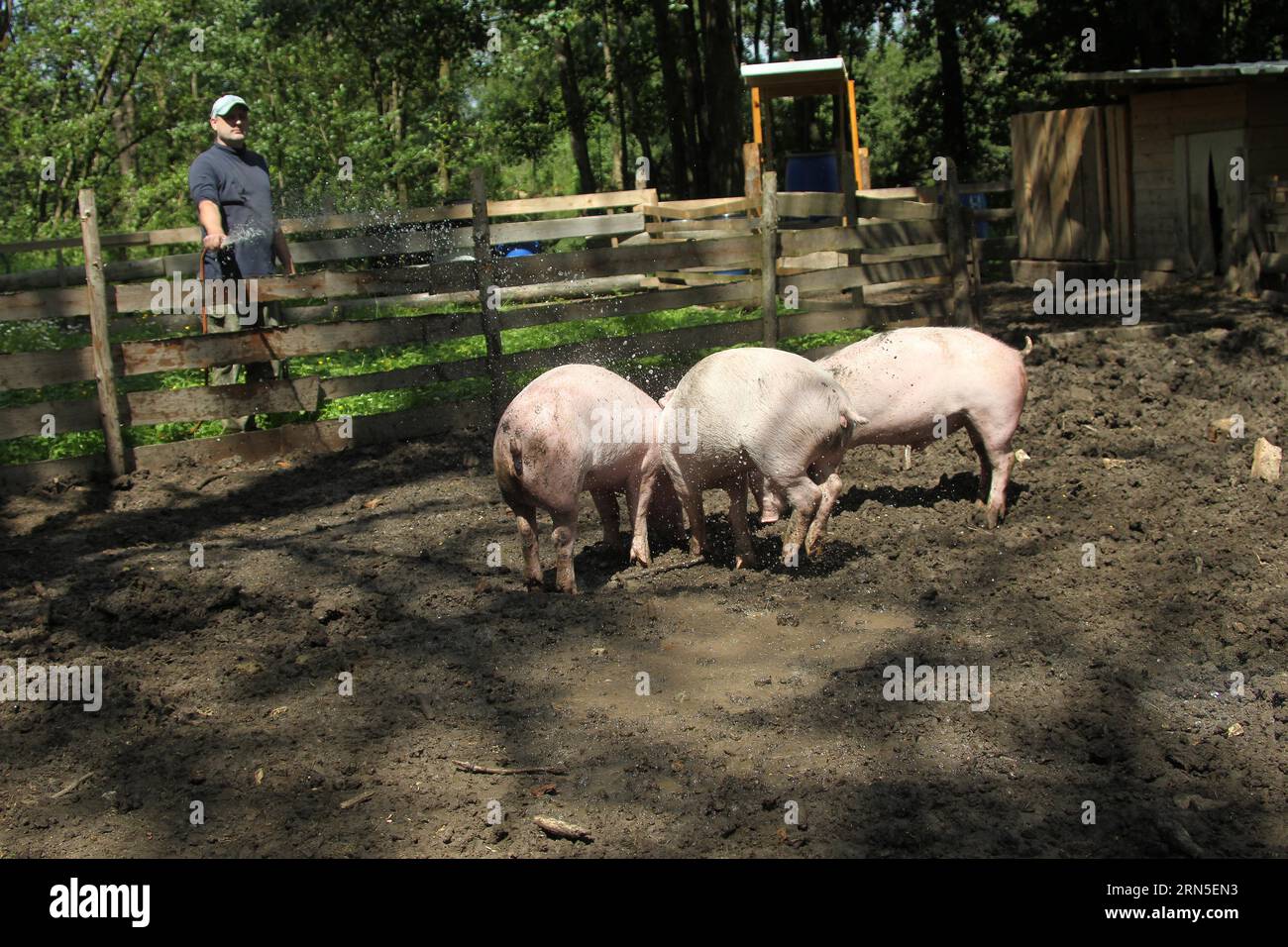 Free-range domestic pigs enjoying the water jet, Allgaeu, Bavaria ...
