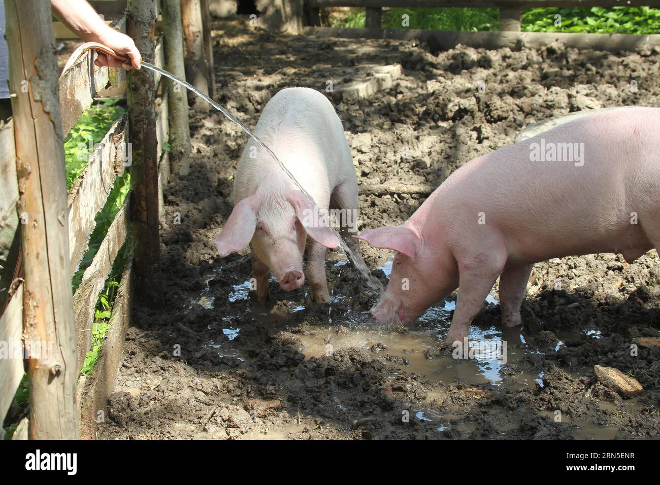 Free-range domestic pigs enjoying the water jet, Allgaeu, Bavaria ...
