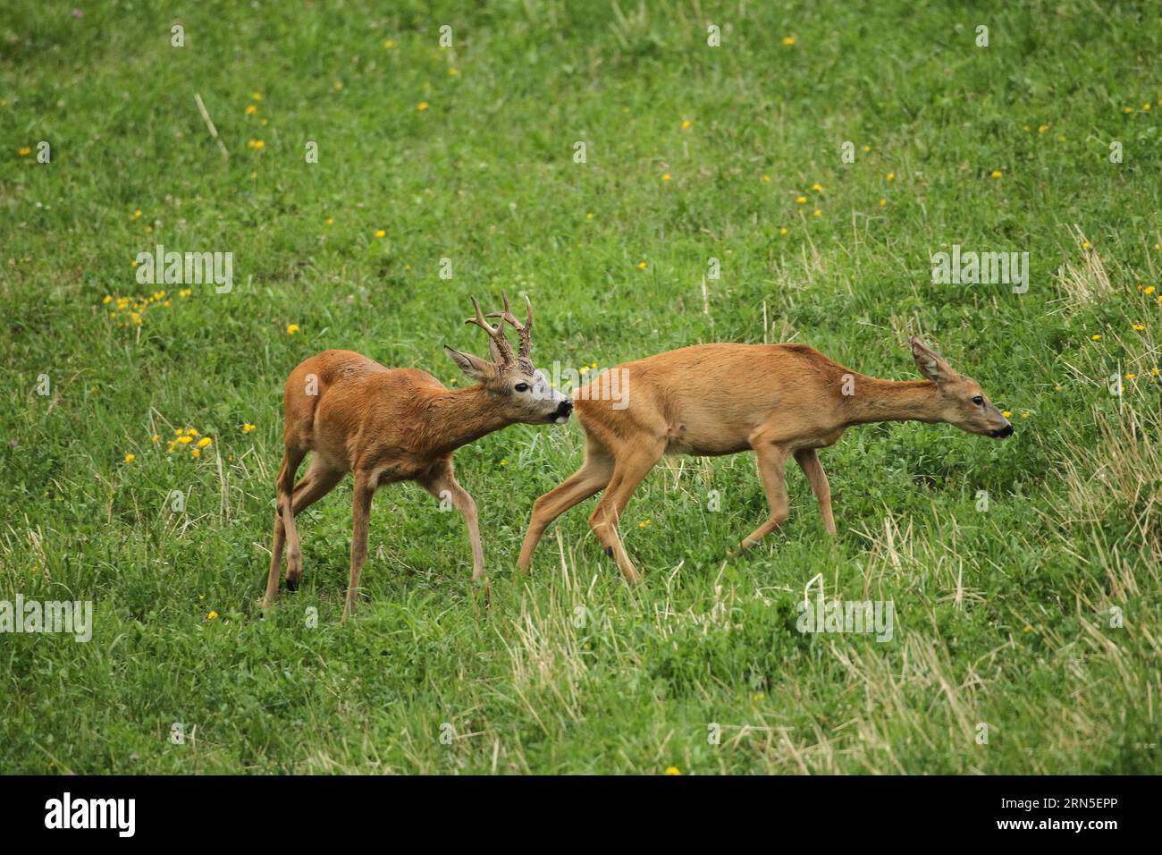 Readiness check hi-res stock photography and images - Alamy